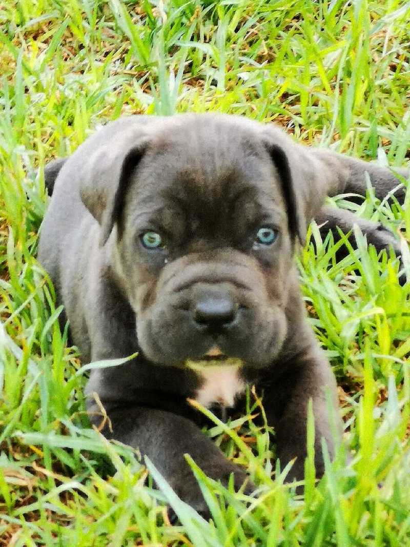 Cane corso 1.200 5159588 in Limassol Dogs sell buy ads on Bazaraki