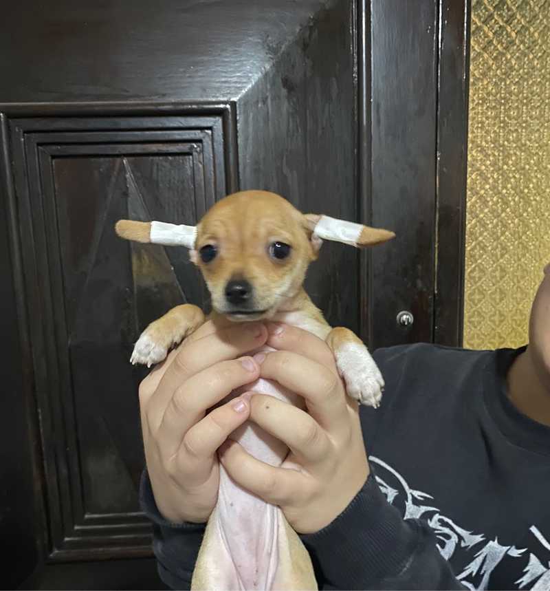 Chihuahua puppies with two vaccinations 250 5591996 in Nicosia Dogs sell buy ads on Bazaraki